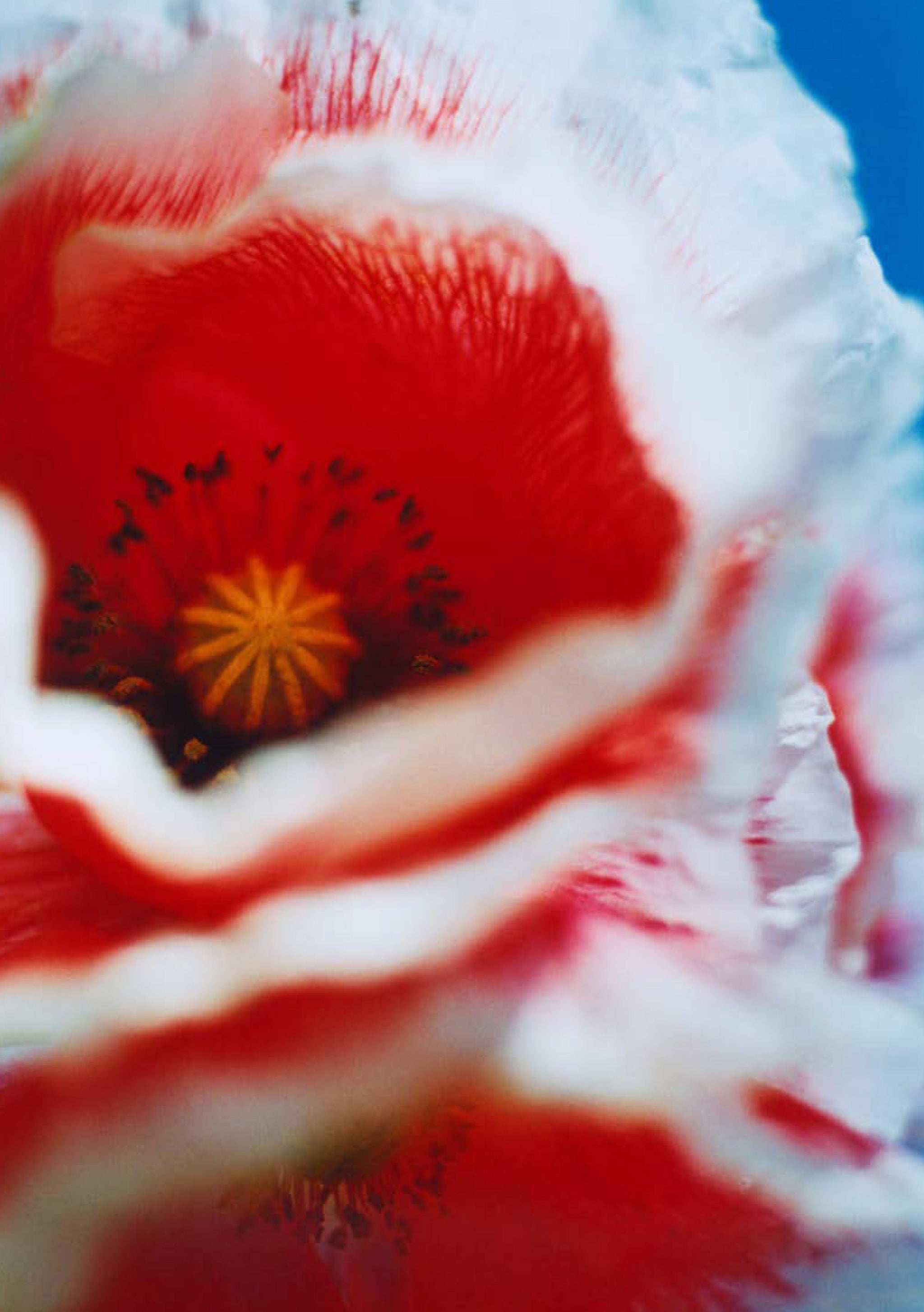 ポストカードセット｜ noir – MIKA NINAGAWA OFFICIAL STORE