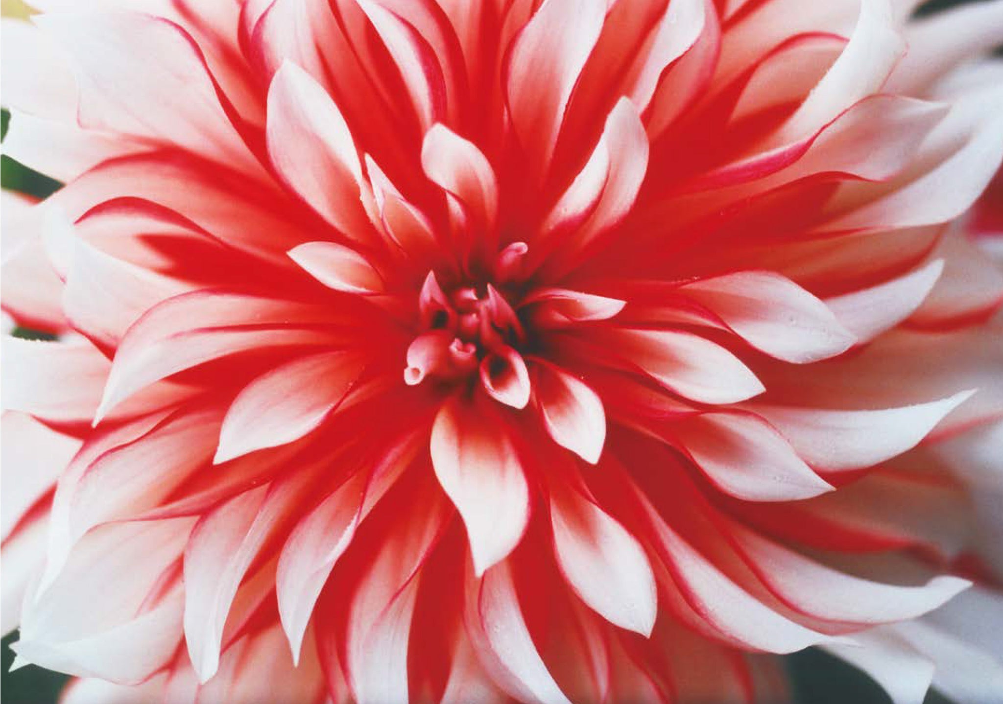 ポストカードセット｜ 2014 Original – MIKA NINAGAWA OFFICIAL STORE