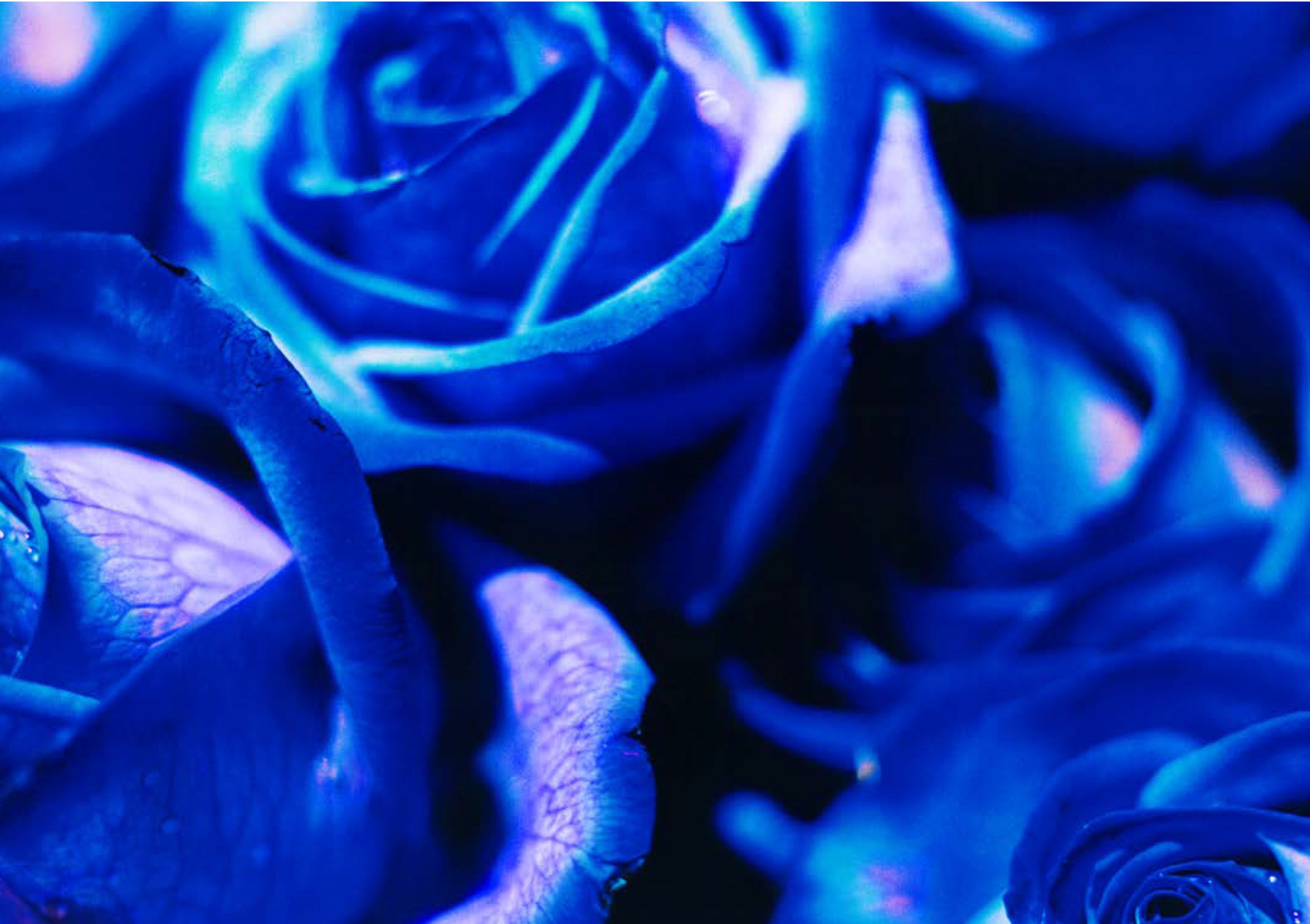 ポストカードセット｜ Self-image – MIKA NINAGAWA OFFICIAL STORE