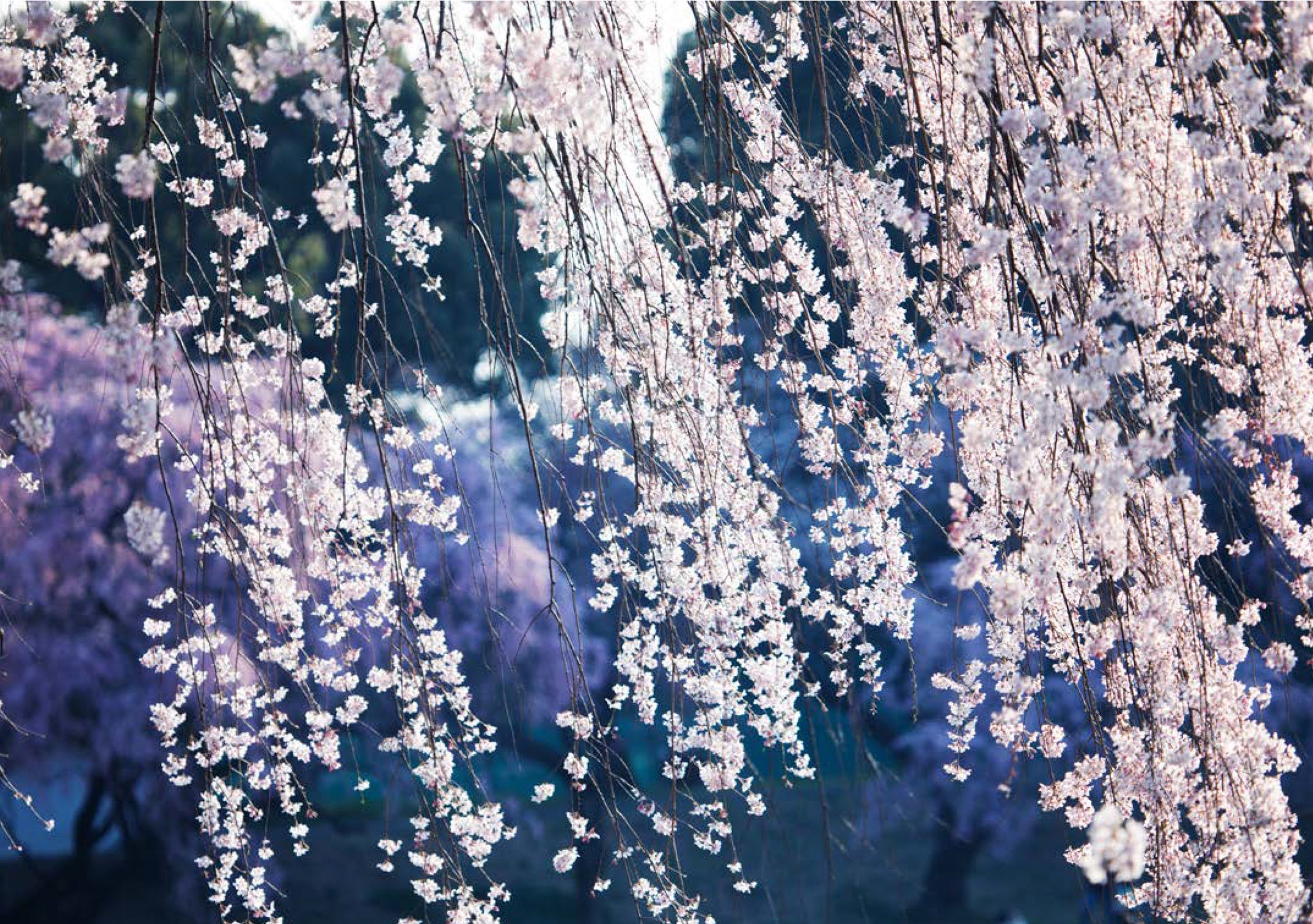 ポストカードセット｜ UTAGE – MIKA NINAGAWA OFFICIAL STORE