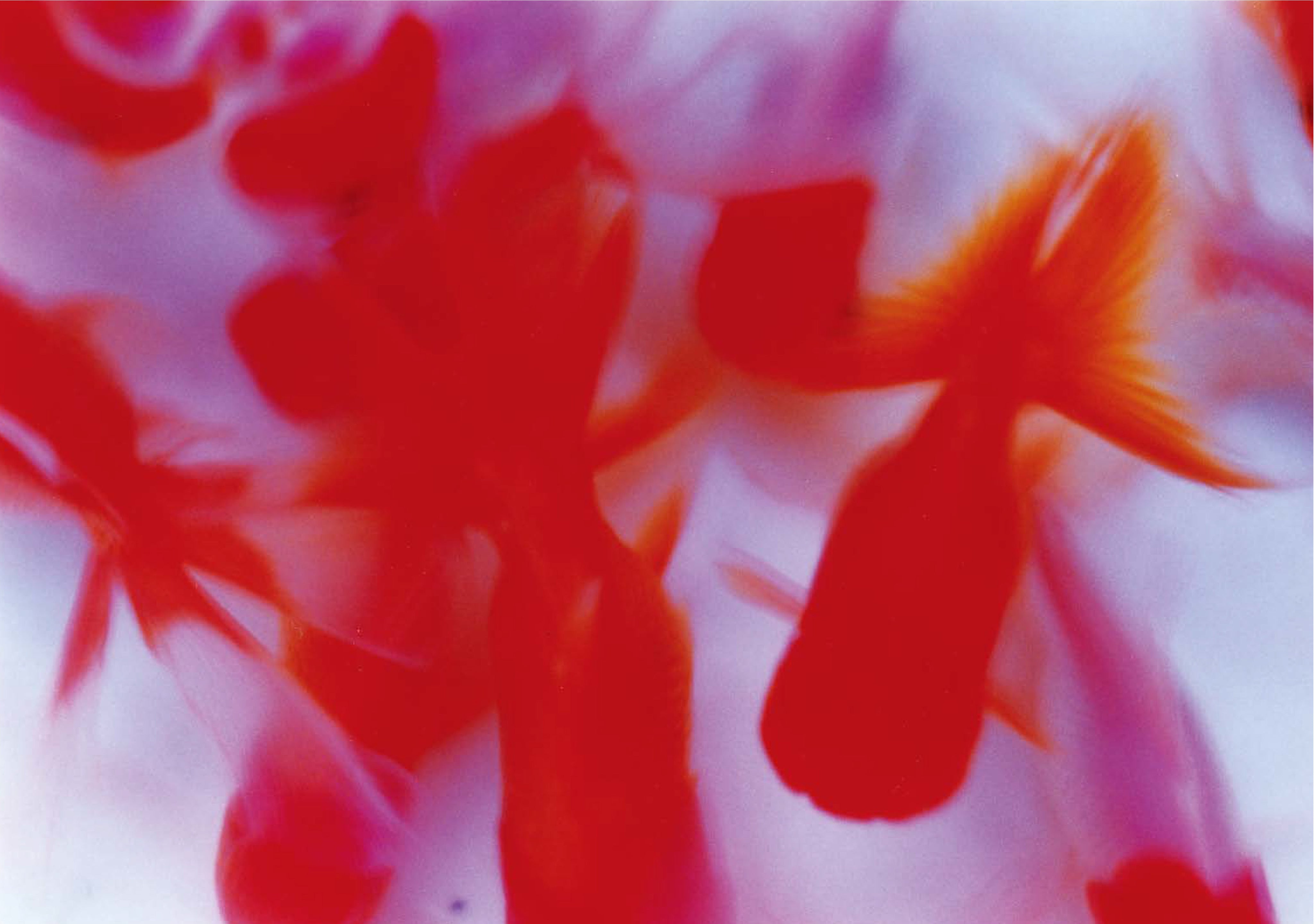 ポストカードセット｜ Liquid Dreams – MIKA NINAGAWA OFFICIAL STORE