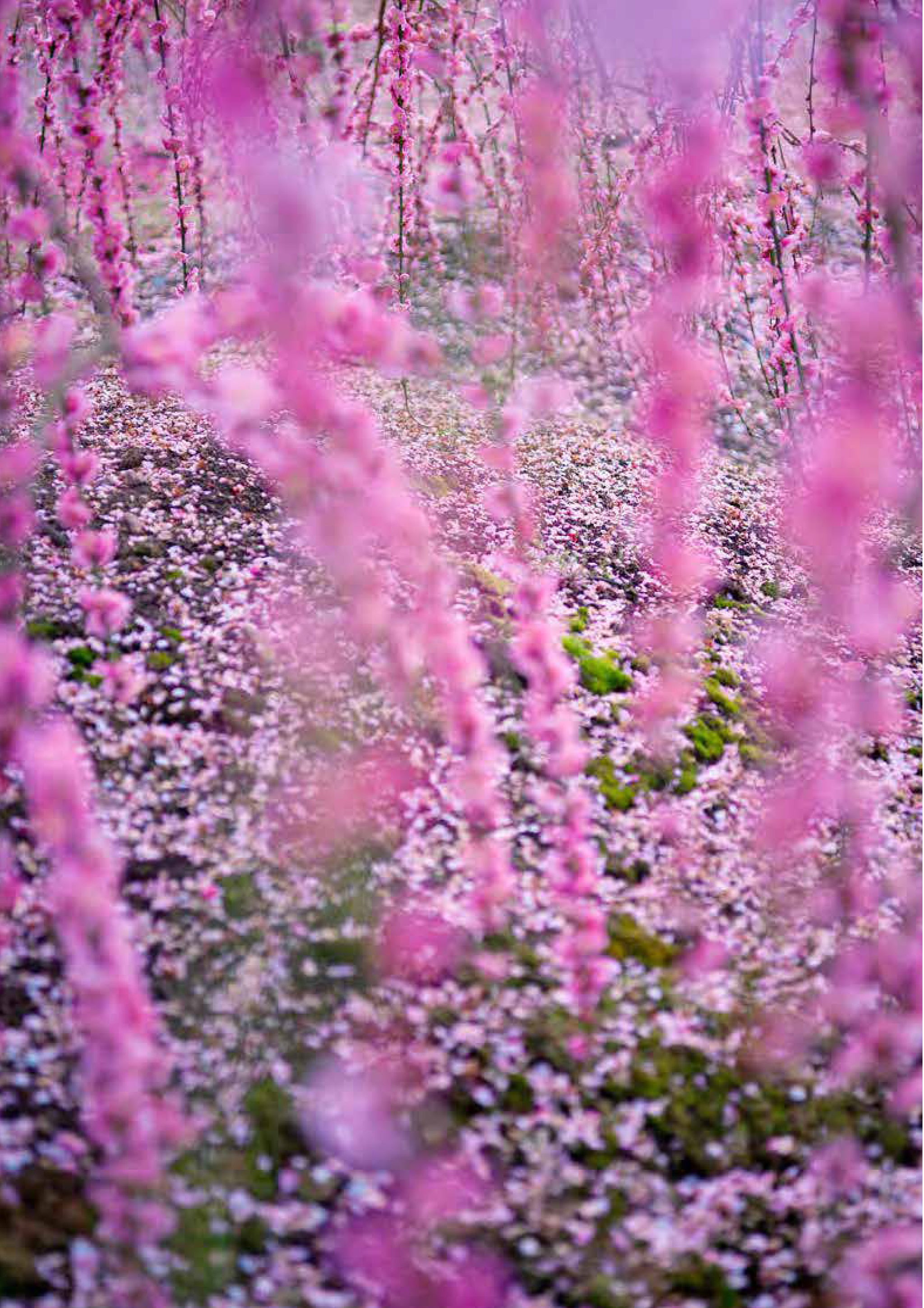 ポストカードセット｜ 花、瞬く光 – MIKA NINAGAWA OFFICIAL STORE