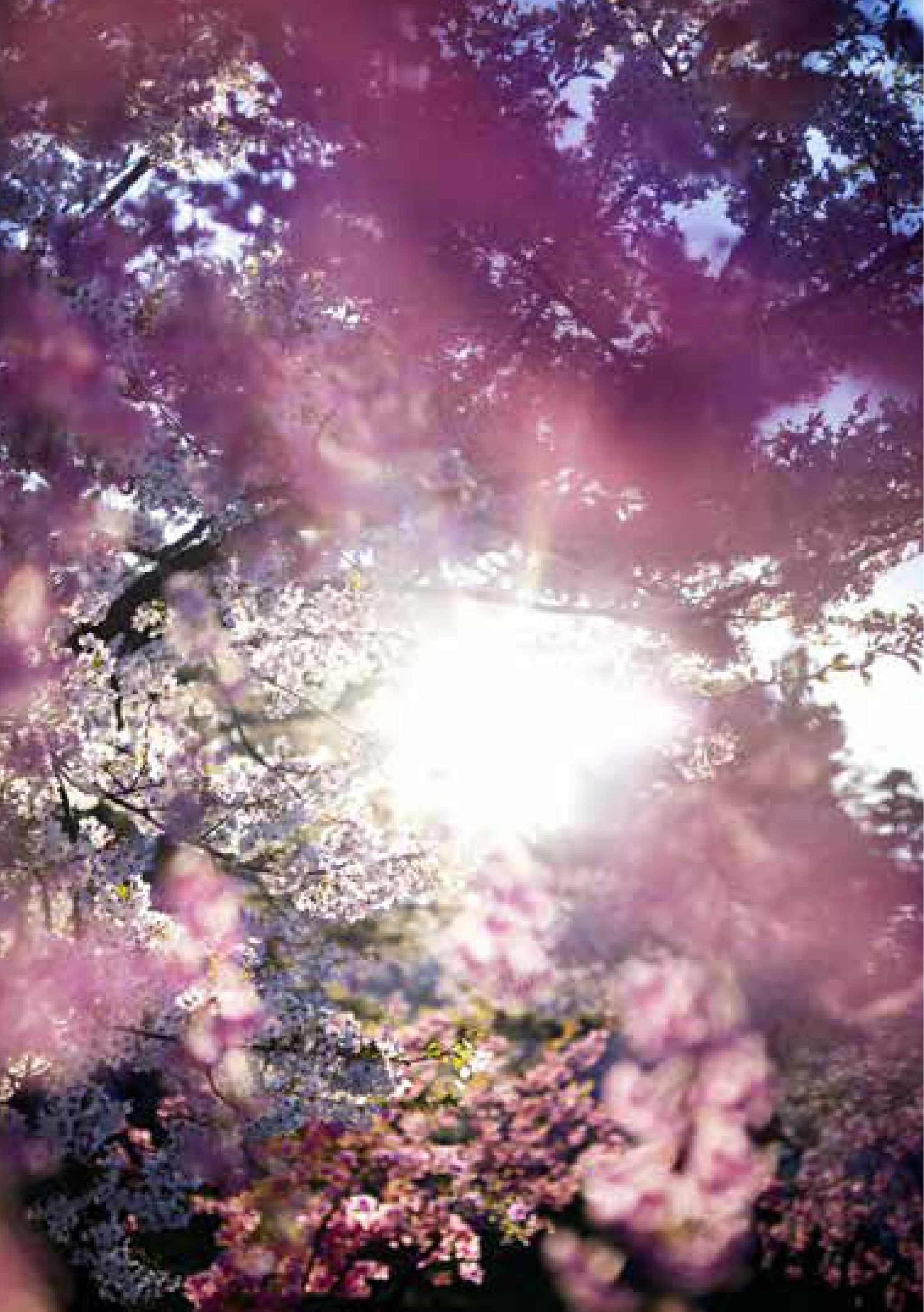 ポストカードセット｜ 花、瞬く光 – MIKA NINAGAWA OFFICIAL STORE