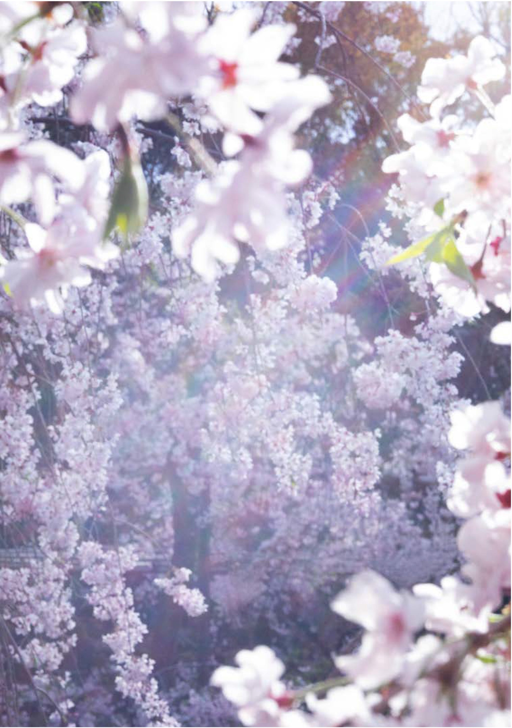 ポストカードセット｜ 花、瞬く光 – MIKA NINAGAWA OFFICIAL STORE