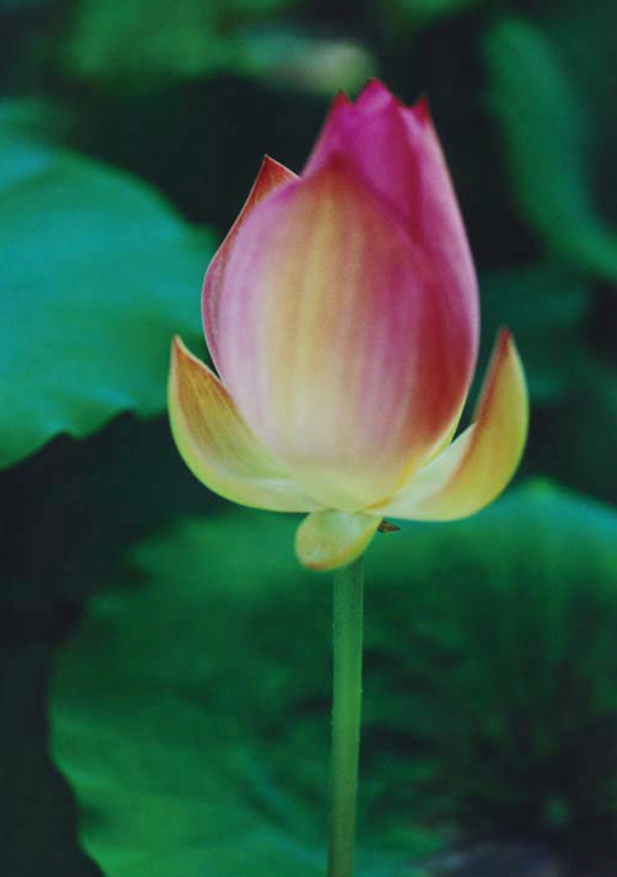 ポストカードセット｜ UTAGE – MIKA NINAGAWA OFFICIAL STORE