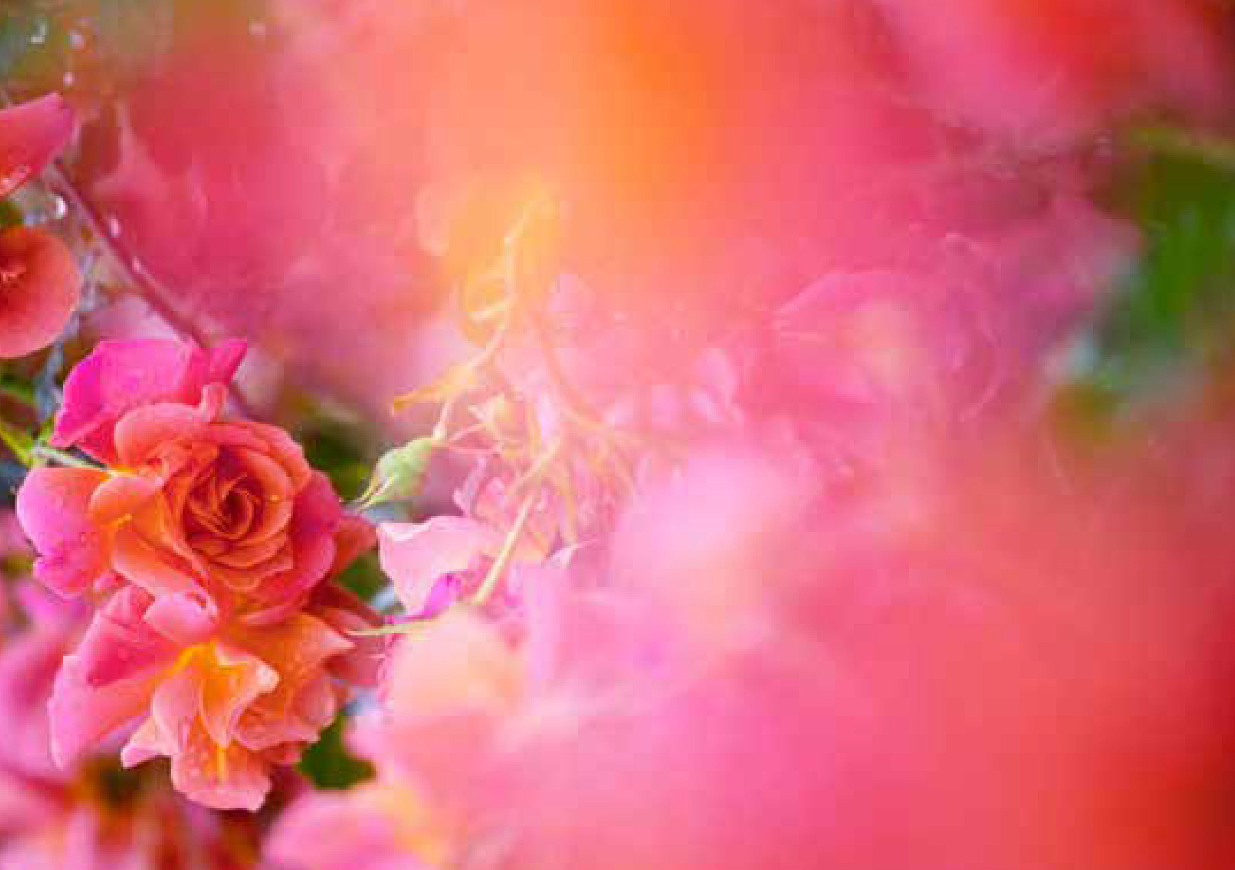 ポストカードセット｜ 花、瞬く光 – MIKA NINAGAWA OFFICIAL STORE